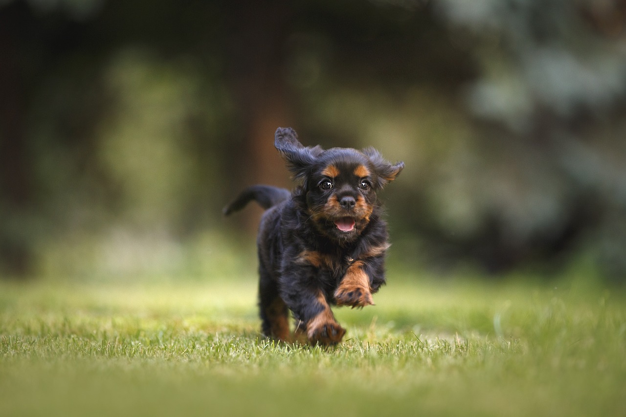 About - Little Paws Play School